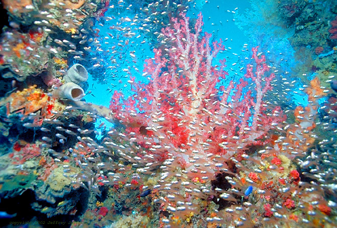 Reef Scenes