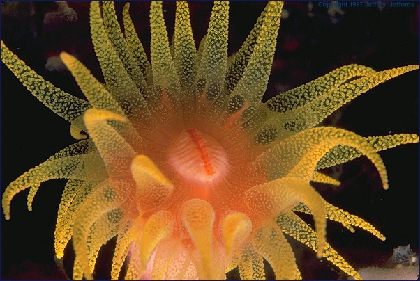 Single Coral Polyp